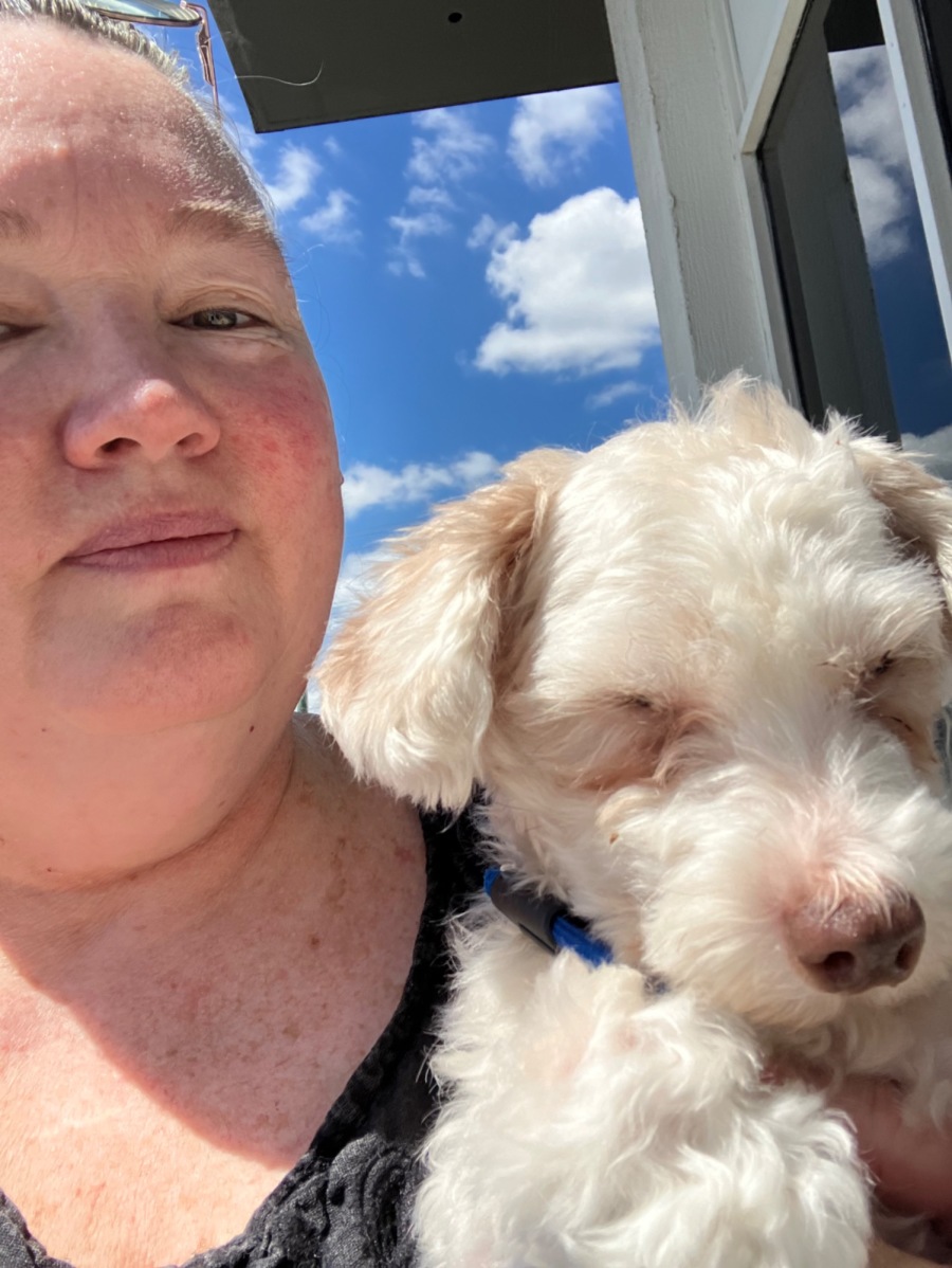Alex - Small Male Poodle Mix Dog in QLD - PetRescue