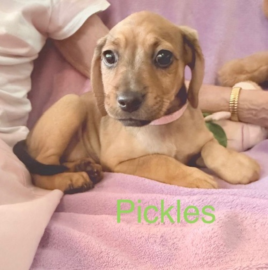 Pickles - Medium Female Mixed breed Mix Dog in NSW - PetRescue