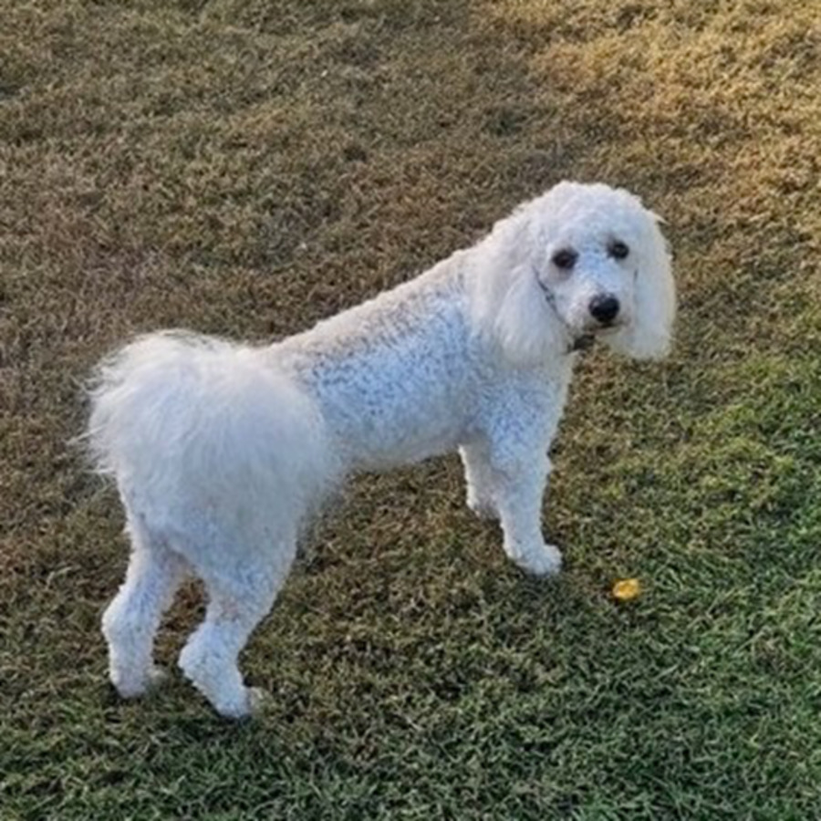 Enzo - Small Male Poodle (Miniature) Mix Dog in QLD - PetRescue