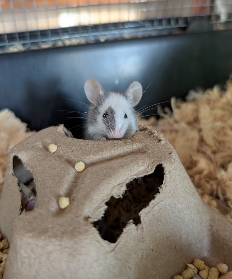 Possum / Gracie / Spot - Female Mouse in VIC - PetRescue