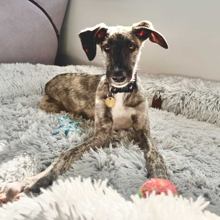 Enya - Large Female Staghound Dog in VIC - PetRescue