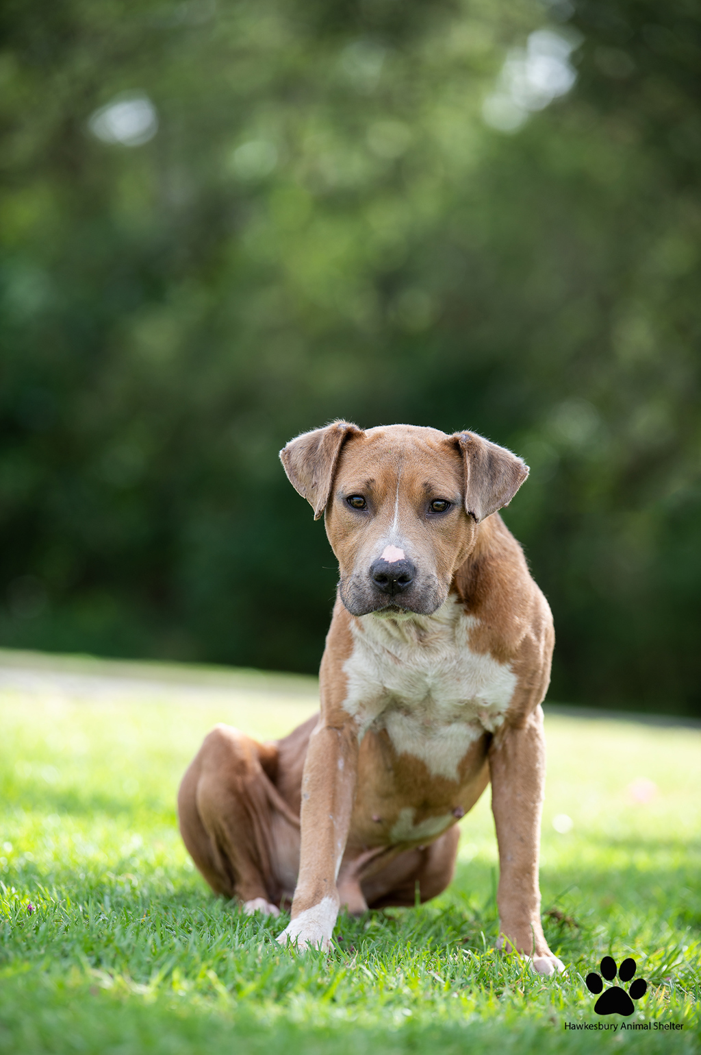 Colby - Medium Male American Staffordshire Terrier Mix Dog in NSW ...