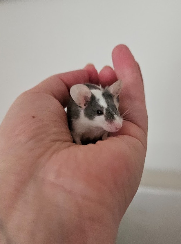 Prue / Piper / Phoebe - Female Mouse in VIC - PetRescue
