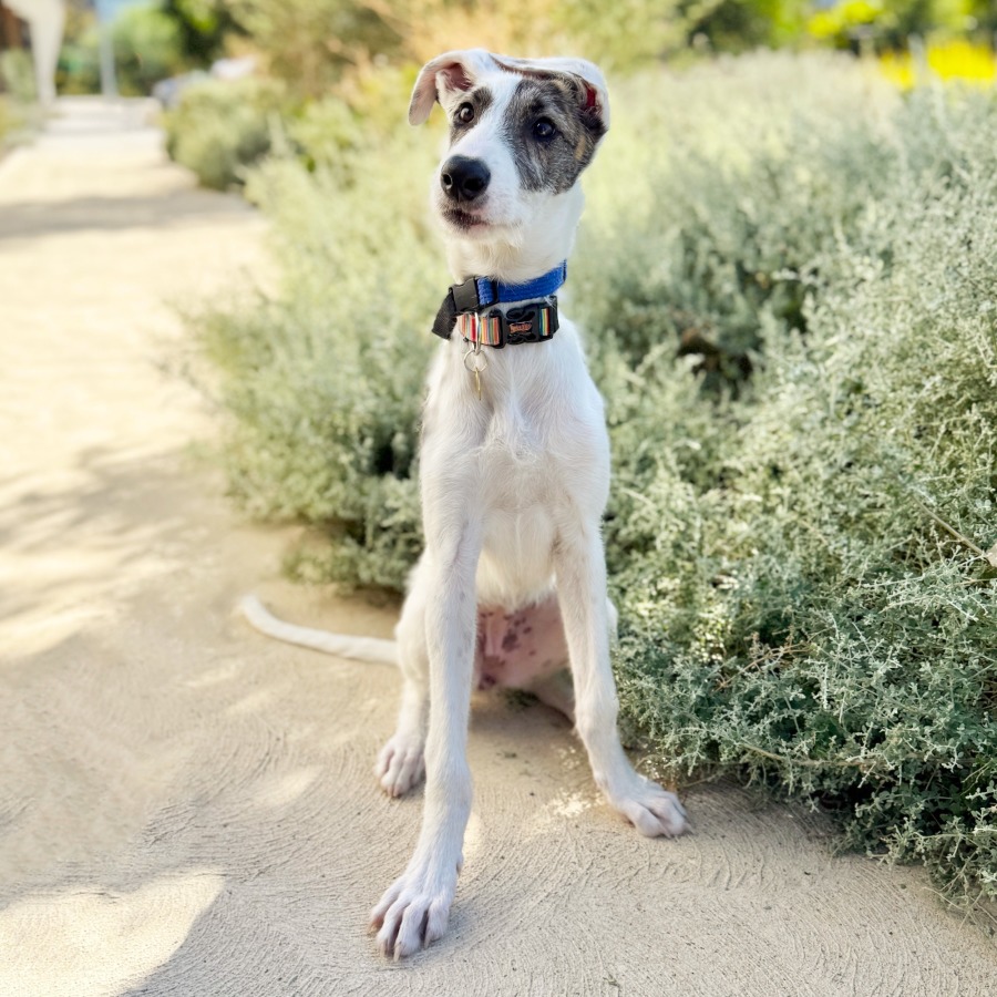 Nessie - Large Female Staghound Dog in VIC - PetRescue