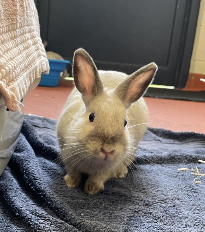 Ruby - Female Domestic Rabbit in NSW - PetRescue