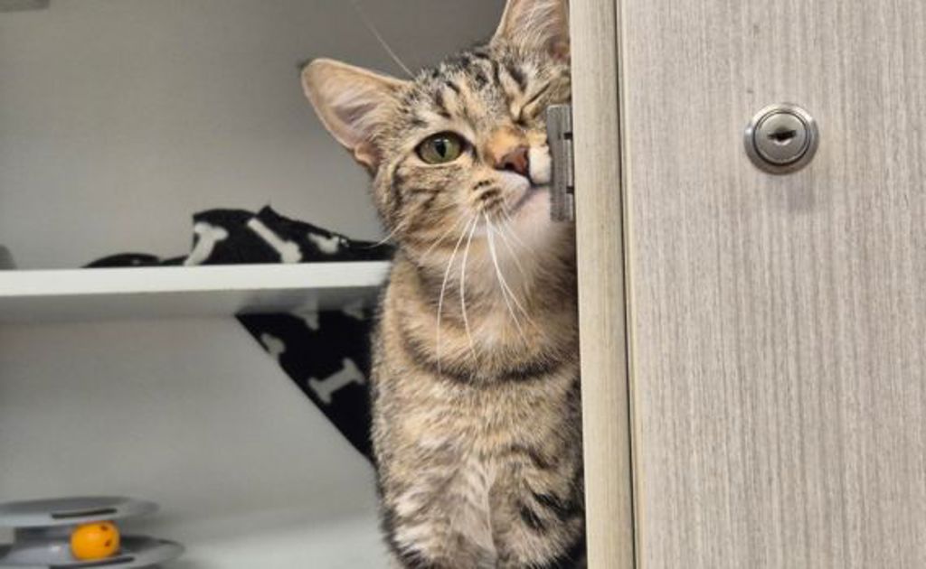 Hamtaro - Female Domestic Short Hair Mix Cat in VIC - PetRescue