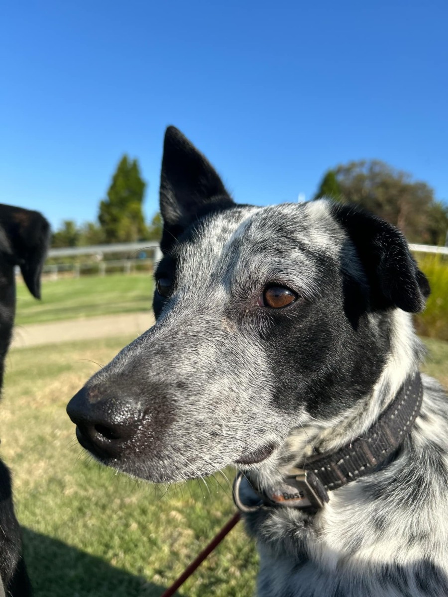 Waggin Tails Rescue - PetRescue