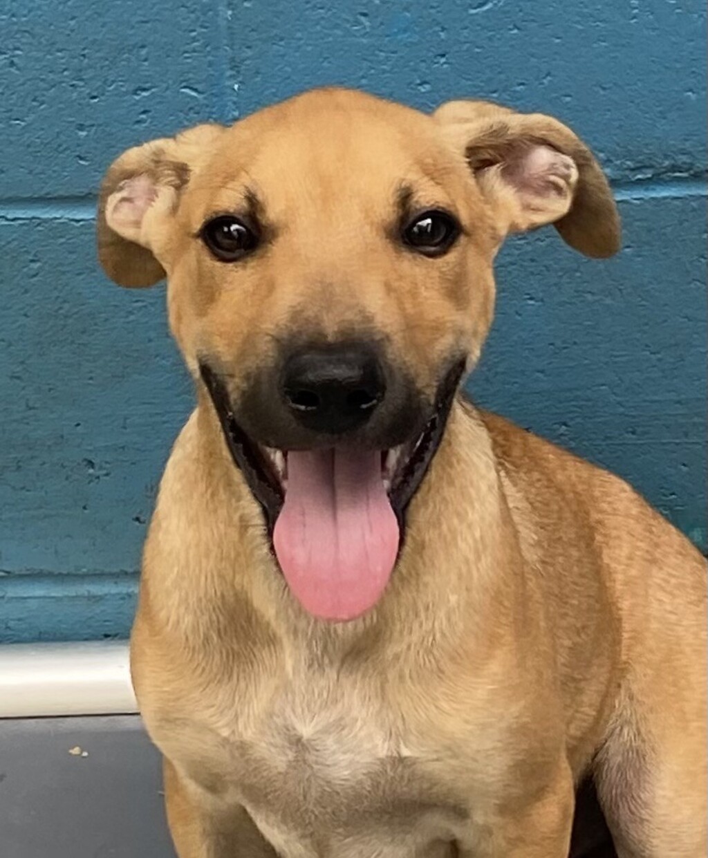 Percy - Medium Male Rhodesian Ridgeback x American Staffordshire Bull ...