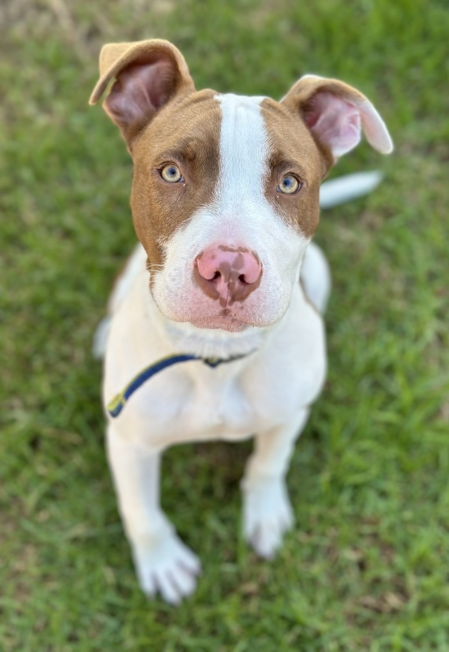 Pudge - Medium Male American Staffordshire Terrier Mix Dog in NSW ...