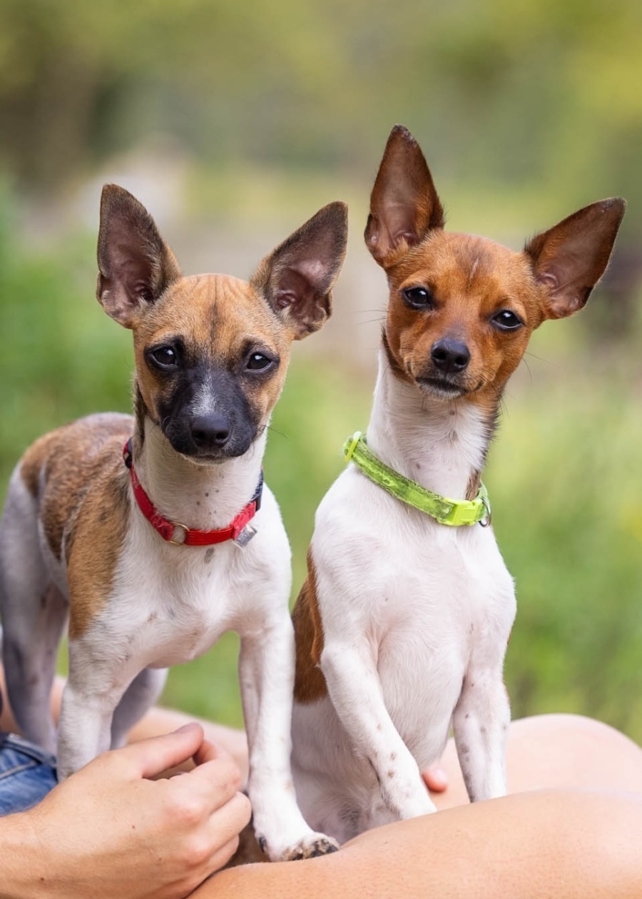Shadow and Baxter - Small Male Chihuahua Mix Dog in NSW - PetRescue