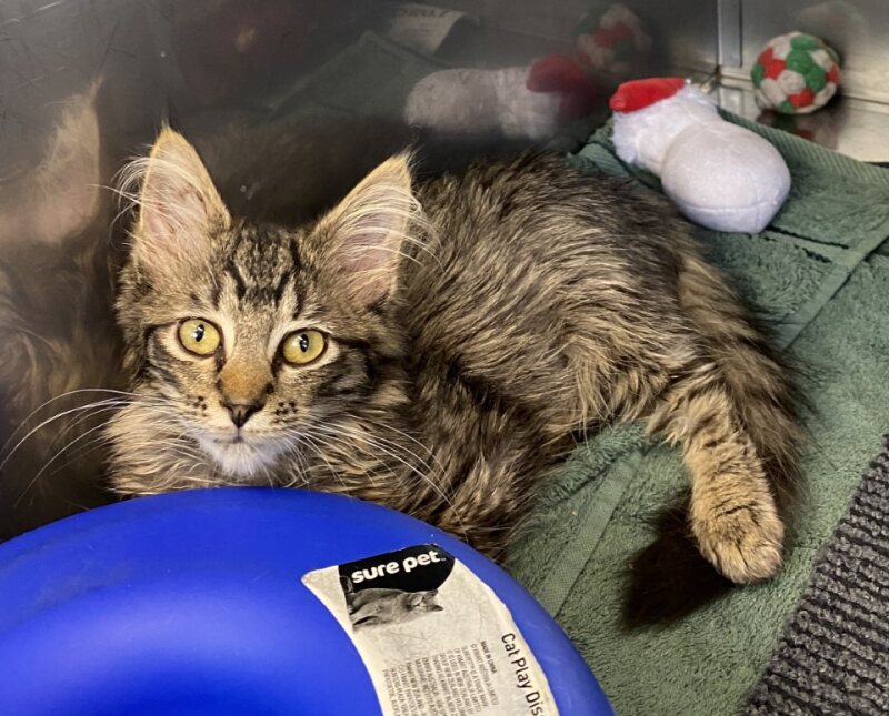 Bebs - Female Domestic Short Hair (DSH) Cat in NSW - PetRescue