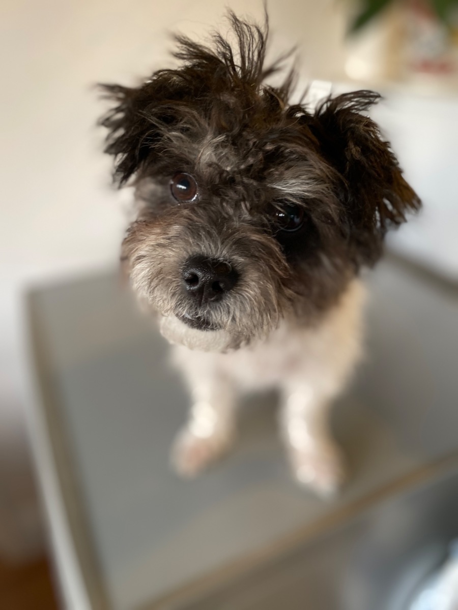 Daisy - Small Female Maltese Mix Dog in NSW - PetRescue