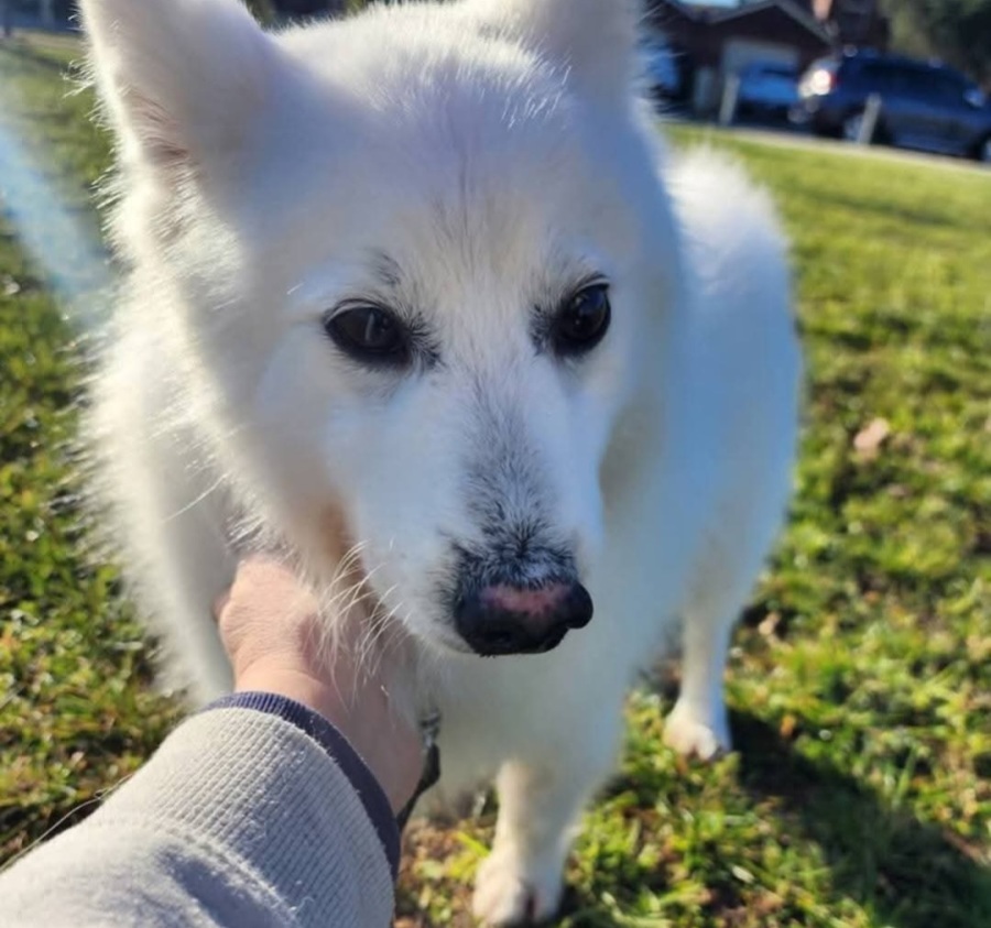 Noah - Medium Male Japanese Spitz Dog in VIC - PetRescue