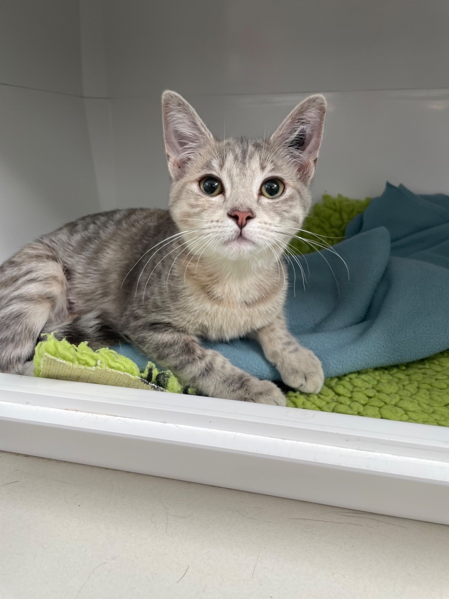 Dora - Female Domestic Short Hair (DSH) Cat in NSW - PetRescue