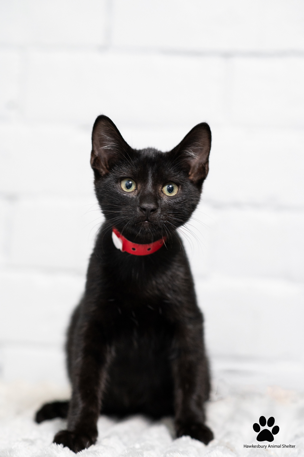 Java - Male Domestic Short Hair Mix Cat in NSW - PetRescue