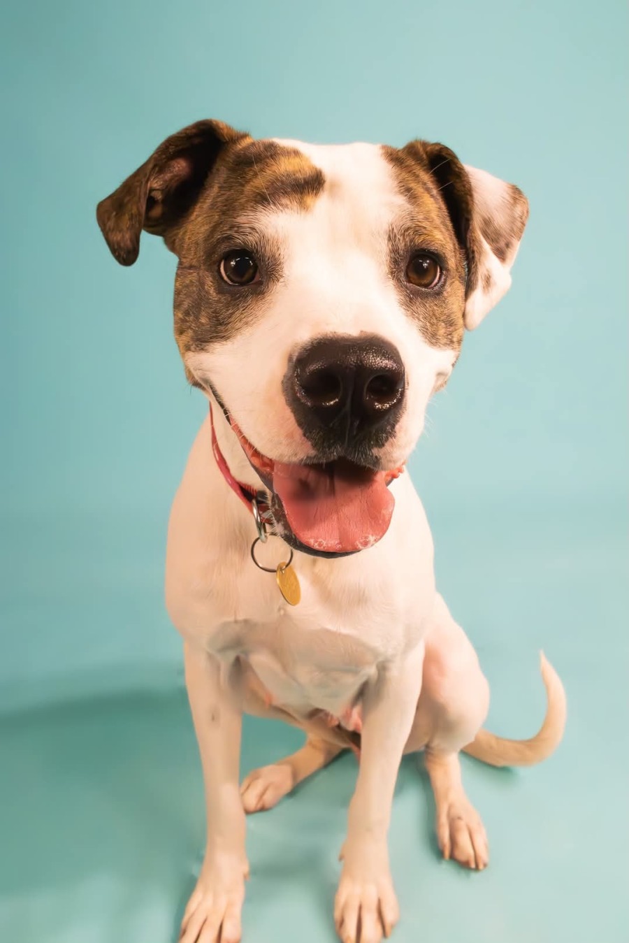 Romani - Medium Female American Bulldog Mix Dog in VIC - PetRescue