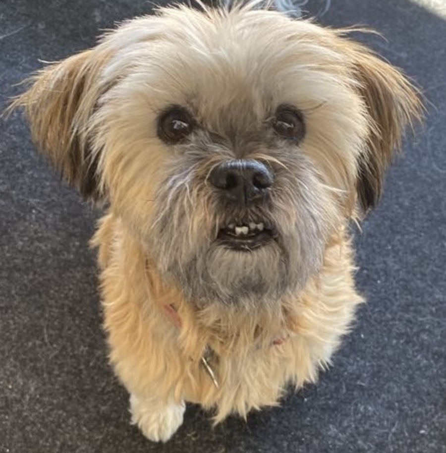 Cindy-Lou - Small Female Lhasa Apso Dog in VIC - PetRescue