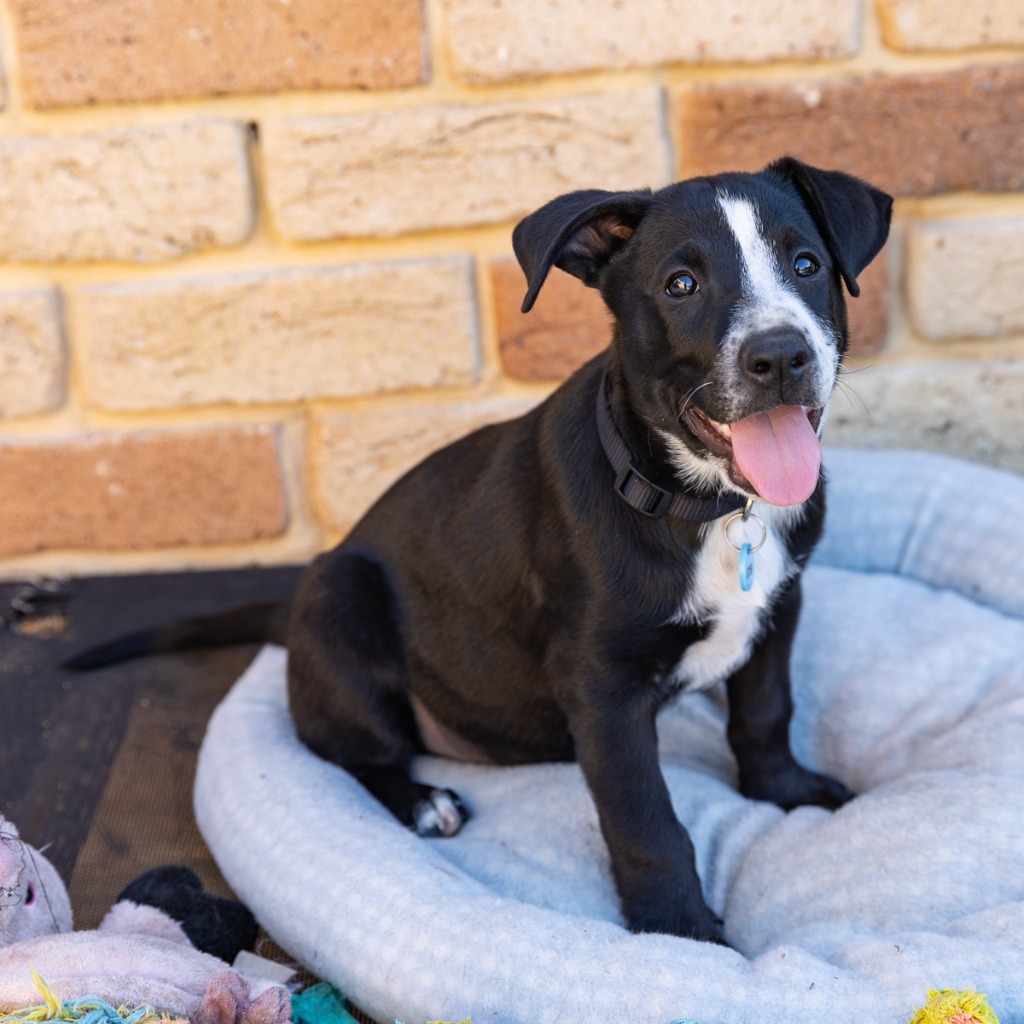 Kelvin - Medium Male Mixed breed Mix Dog in WA - PetRescue