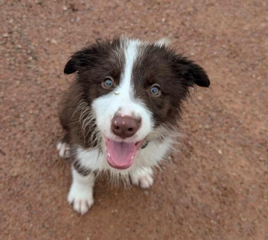 Milo - Medium Male Border Collie Dog in QLD - PetRescue