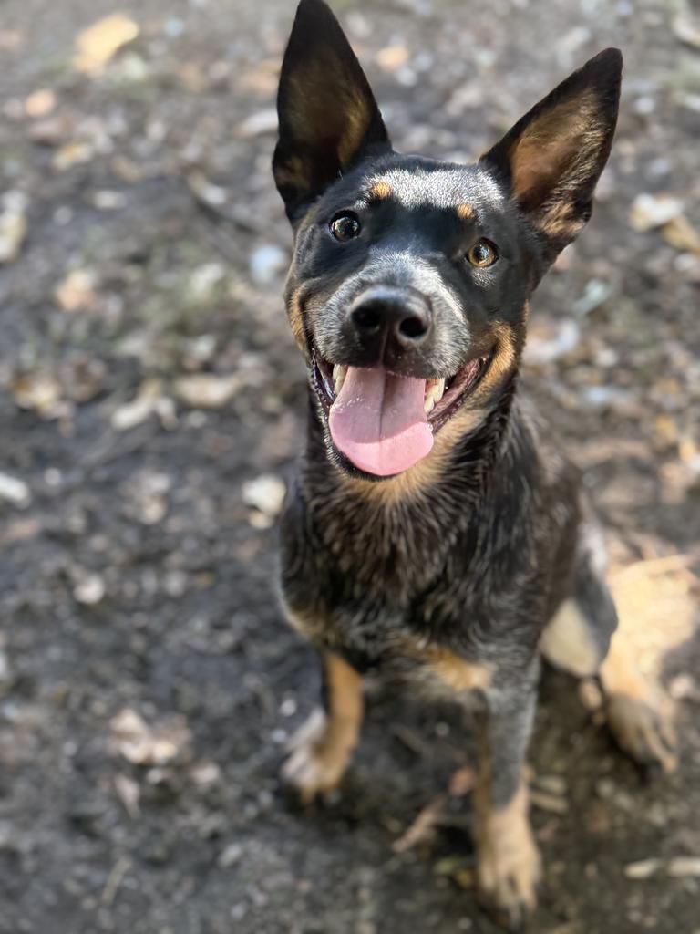 Milo - Large Male Mixed breed Dog in NSW - PetRescue