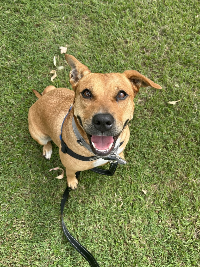 Marama - Medium Female American Staffordshire Bull Terrier Mix Dog in ...