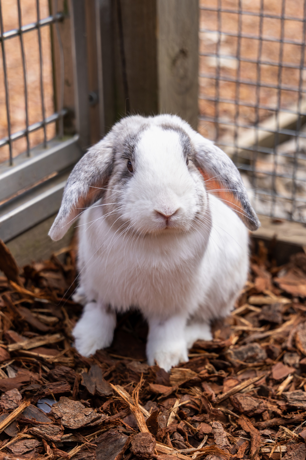 Harry Hopper - Male Lop Eared Mix Rabbit in NSW - PetRescue