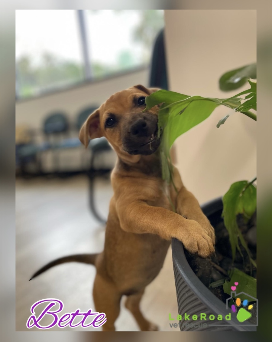 Bette - Medium Female Mixed breed Dog in NSW - PetRescue