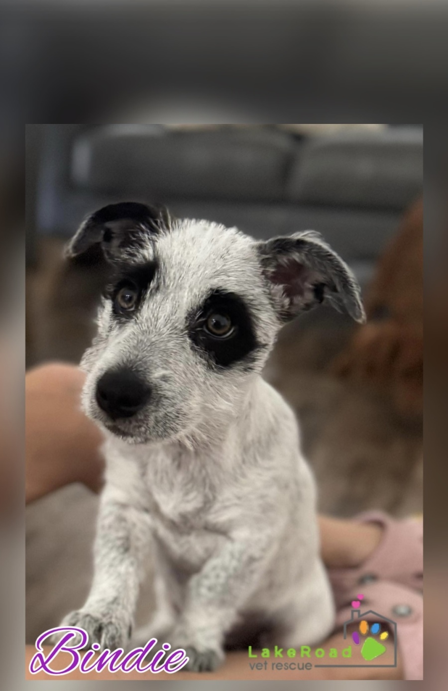 Bindie - Small Female Australian Stumpy Tail Cattle Dog x Jack Russell ...