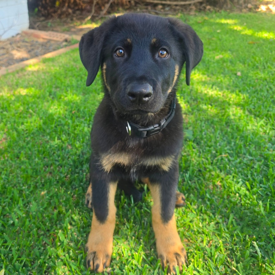 Joey - Large Male Rottweiler x German Shepherd Dog Dog in NSW - PetRescue