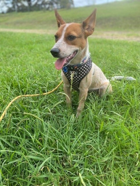 Billie - Medium Female Australian Cattle Dog Mix Dog in NSW - PetRescue