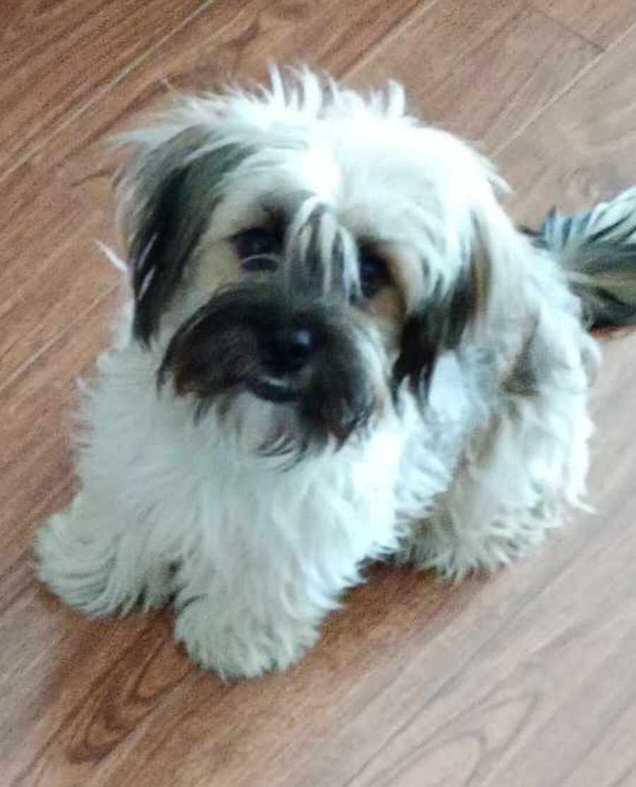 CT - Small Male Shih Tzu Dog in VIC - PetRescue