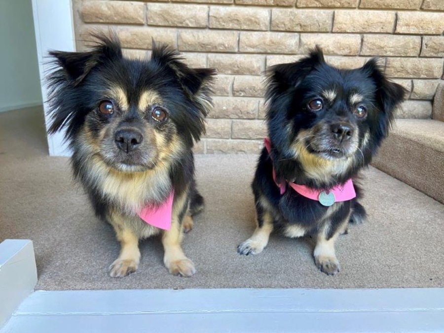 Kimchi and Kizha Newhaven - Small Female Tibetan Spaniel Mix Dog in VIC ...