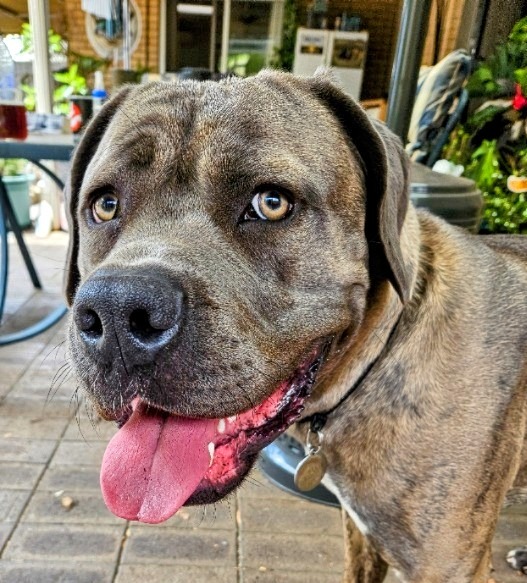 Tyrrell (Tyr) - Large Male Mastiff x Catahoula Leopard Dog Mix Dog in ...