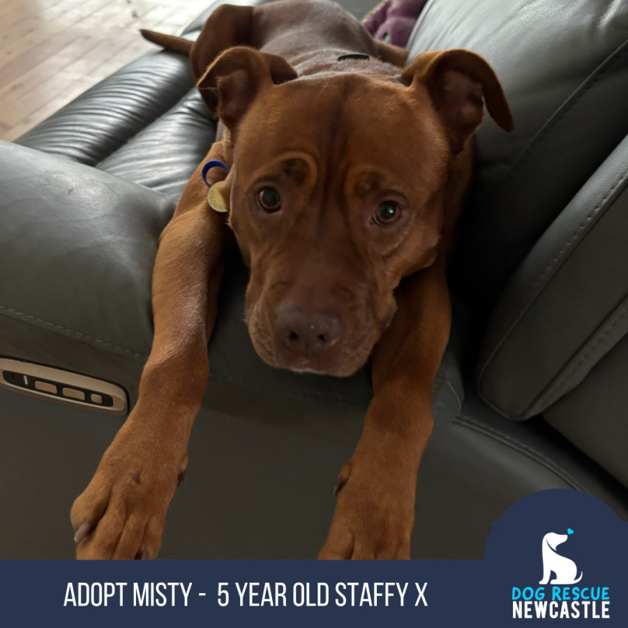 Misty - 5 Year Old Staffy x - Medium Female Staffordshire Bull Terrier Mix Dog in NSW - PetRescue