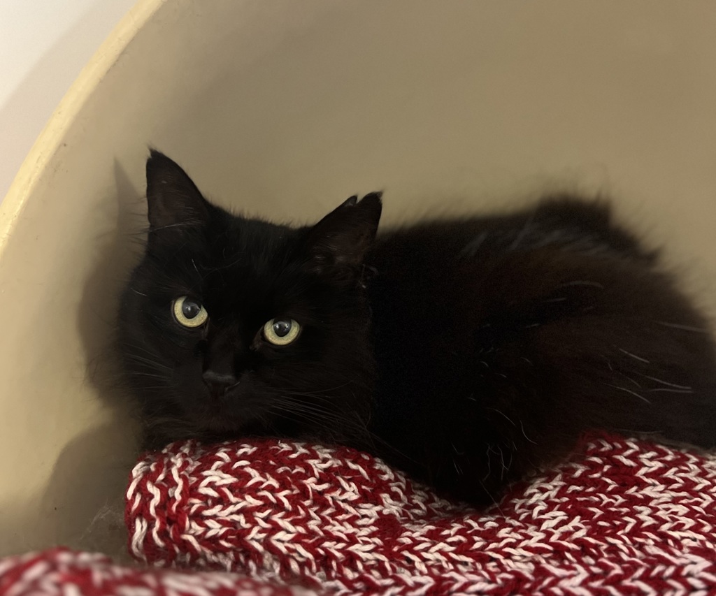 Boof - Male Domestic Medium Hair Mix Cat in VIC - PetRescue