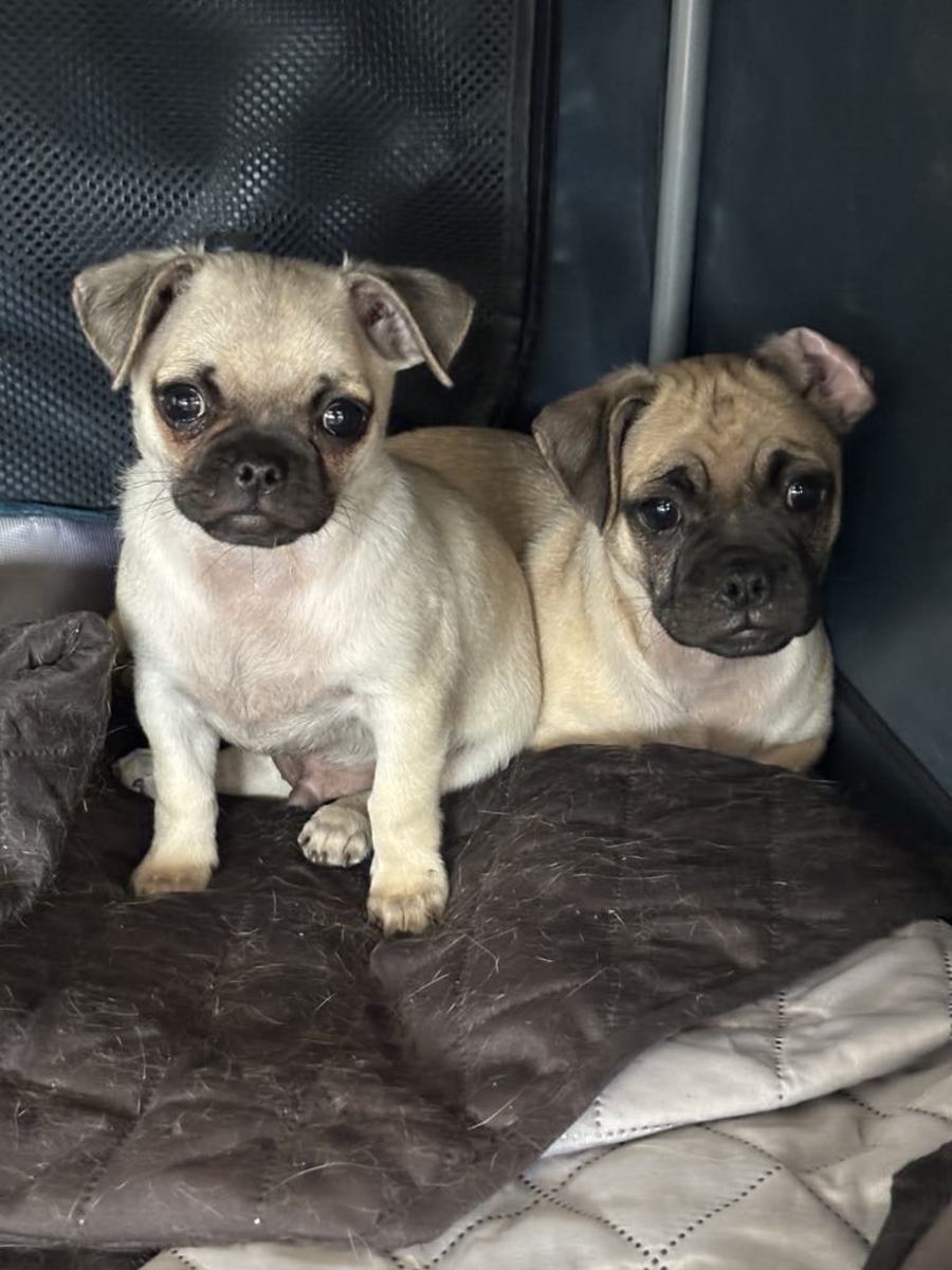 Spud - Small Male Pug x Chihuahua (Smooth Coat) Dog in VIC - PetRescue