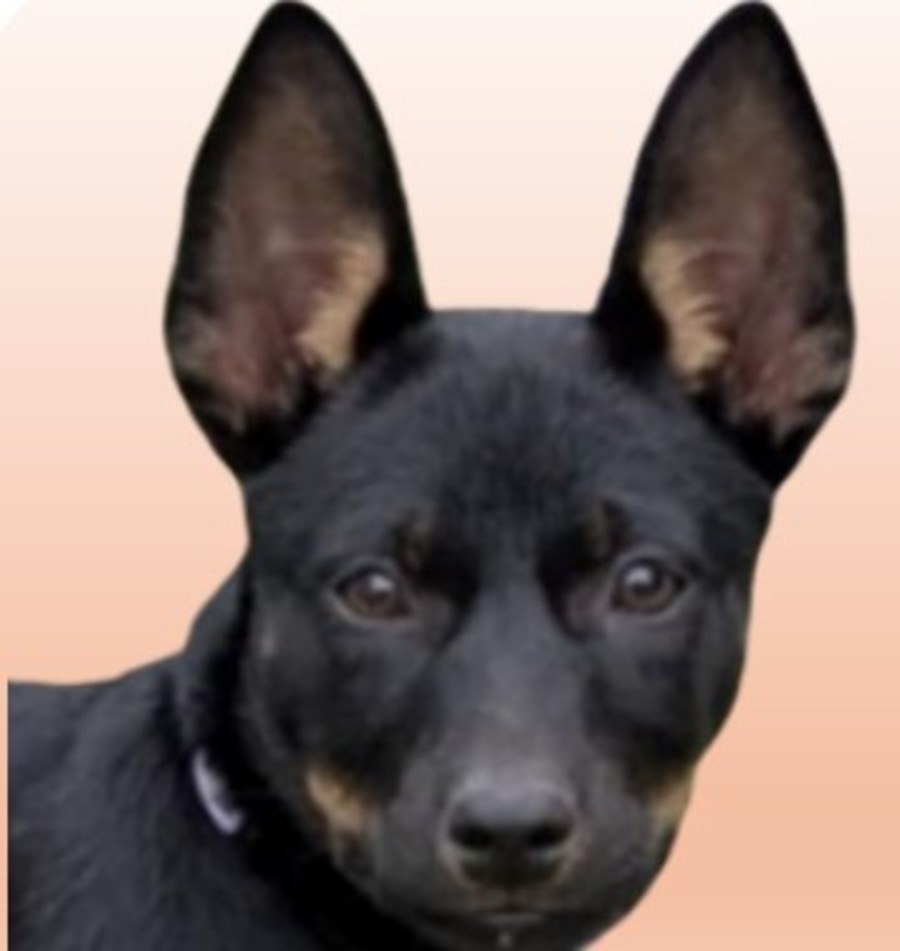 Gigi 🩷 16 weeks Mini Foxy, Jack Russell, Kelpie - Small Female Mixed ...