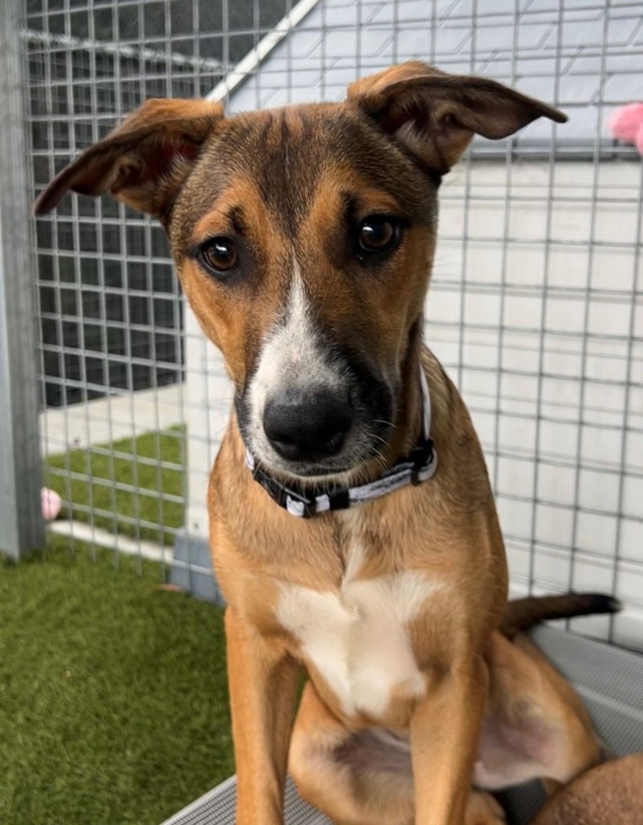 D1116 Kylie - Medium Female Australian Kelpie Mix Dog in NSW - PetRescue