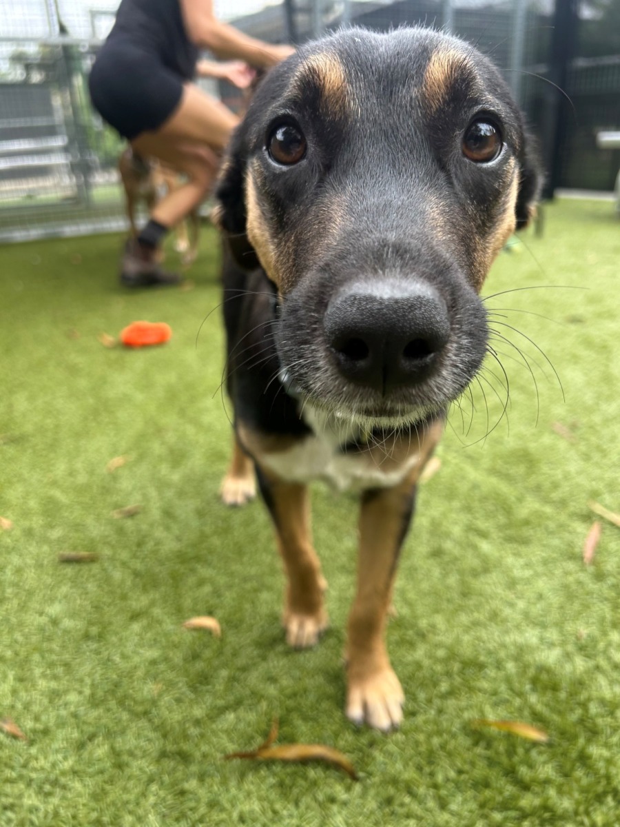 D1118 Kimba - Medium Female Australian Kelpie Dog in NSW - PetRescue