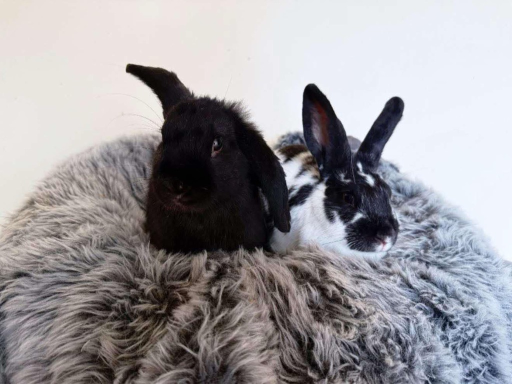 Chandler / Moo - Male Bunny Rabbit Rabbit in VIC - PetRescue