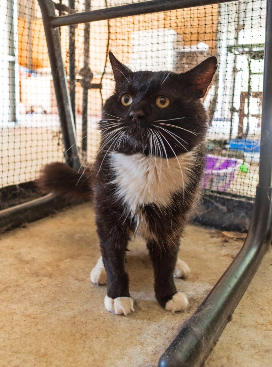 Bailey - Male Domestic Medium Hair (DMH) Cat in WA - PetRescue