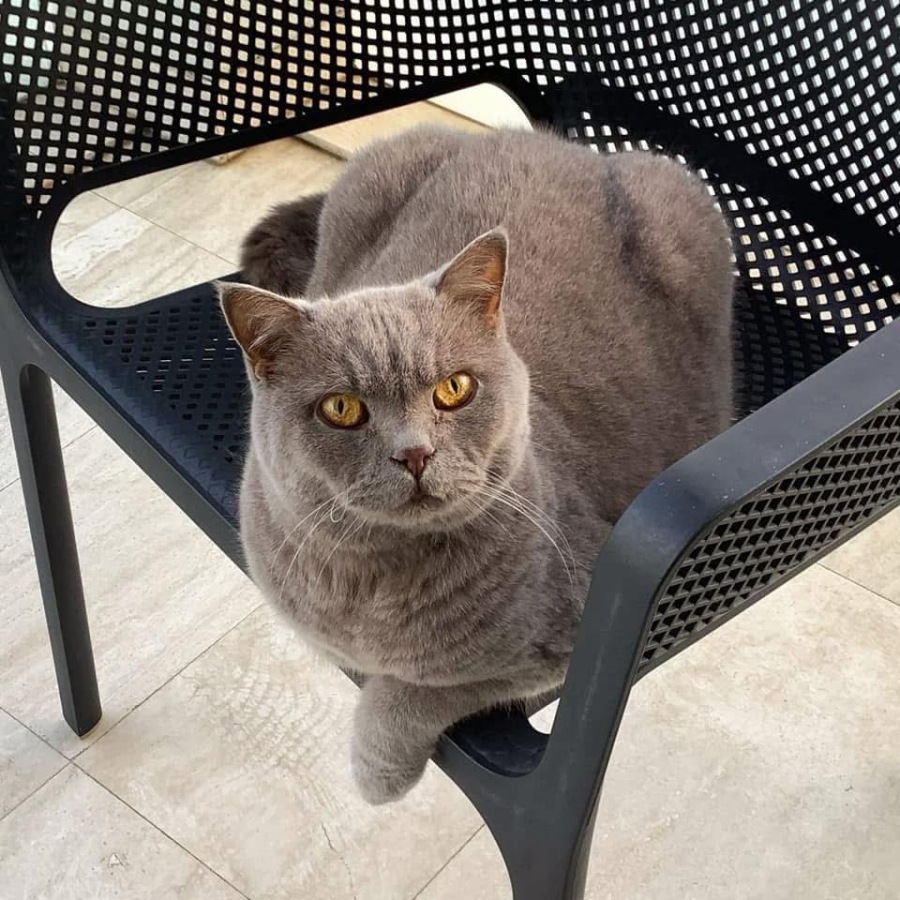 12164 - Daisy - Female British Shorthair Cat in WA - PetRescue