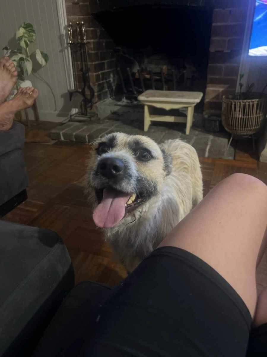 Terry - Medium Male Australian Cattle Dog Mix Dog in NSW - PetRescue