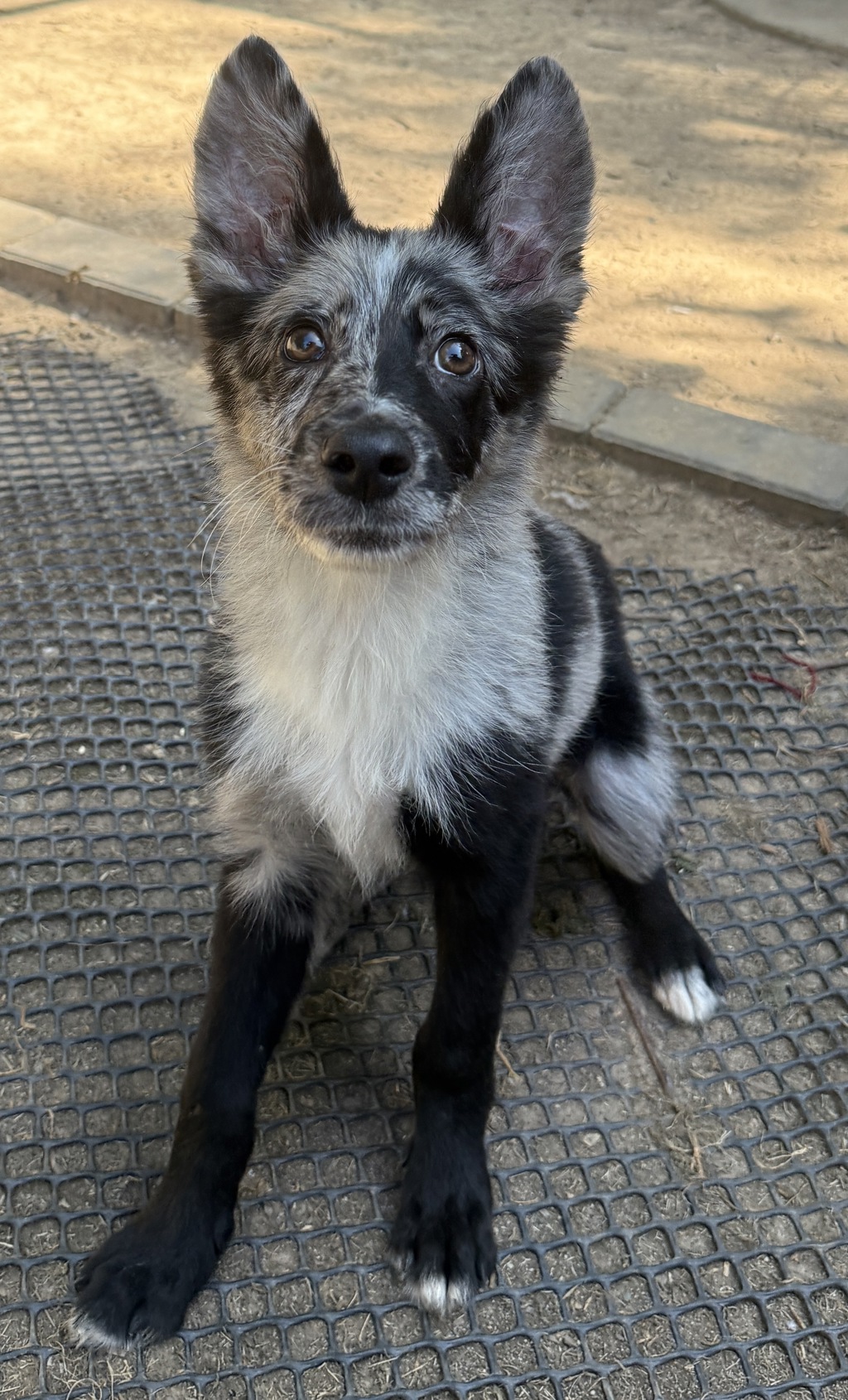 Ranch - Medium Male German Shepherd x Koolie Mix Dog in NSW - PetRescue