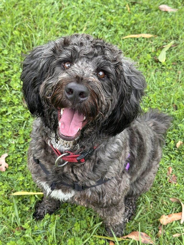 Pickles - Medium Female Australian Shepherd x Poodle Miniature Mix Dog ...