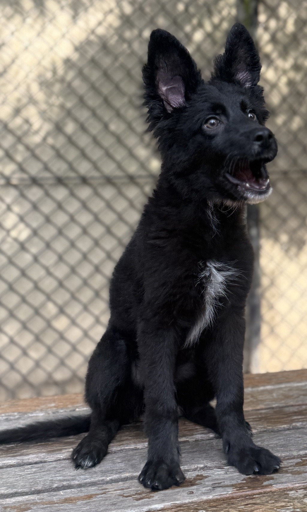 Haye - Medium Male German Shepherd x Koolie Mix Dog in NSW - PetRescue