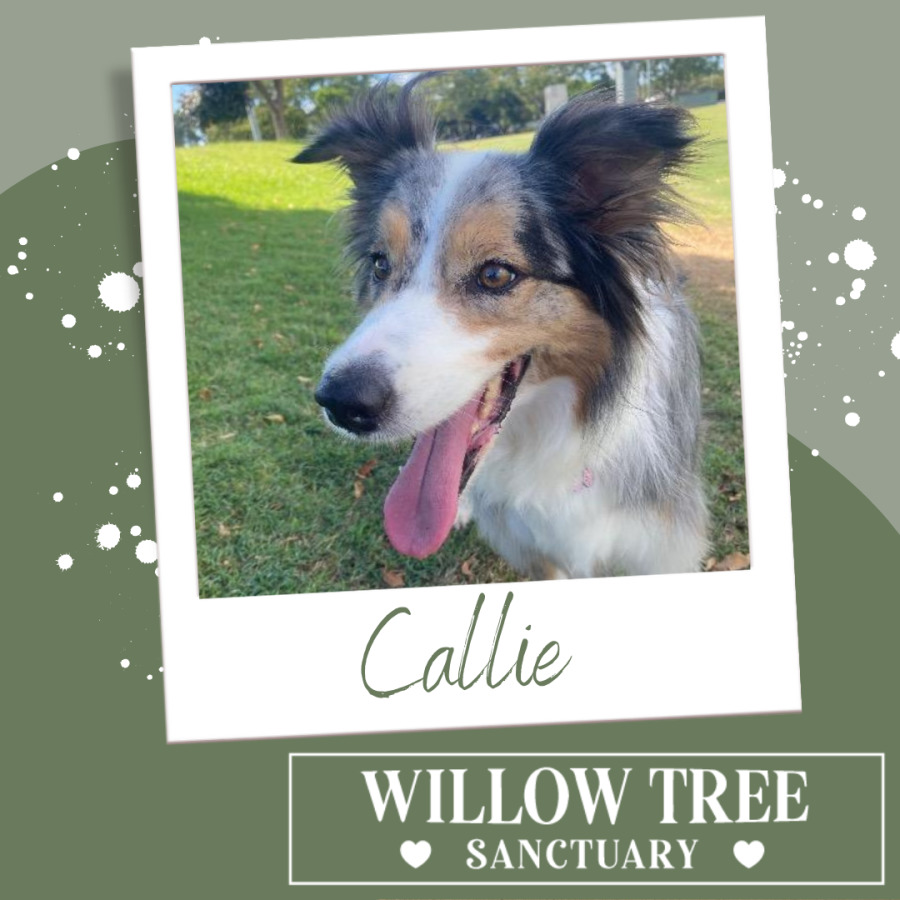 Callie - Medium Female Australian Shepherd Dog in QLD - PetRescue