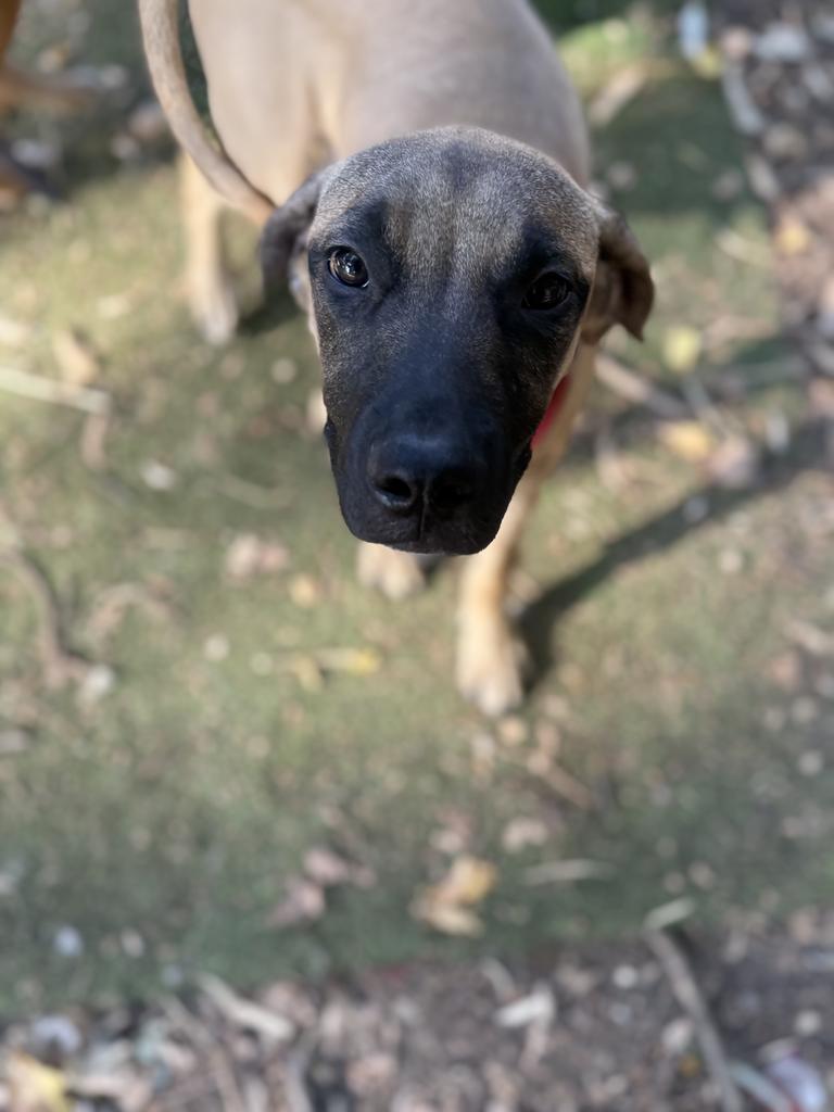 Tod - Large Female Mixed breed Dog in ACT - PetRescue