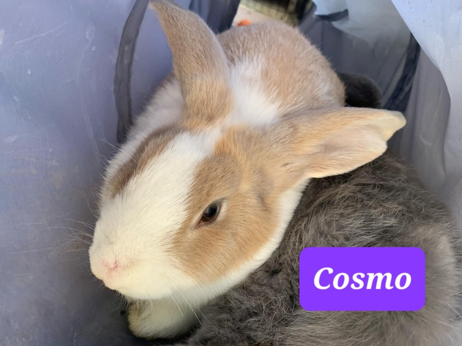 Cosmo - Female Flemish Giant Mix Rabbit in VIC - PetRescue