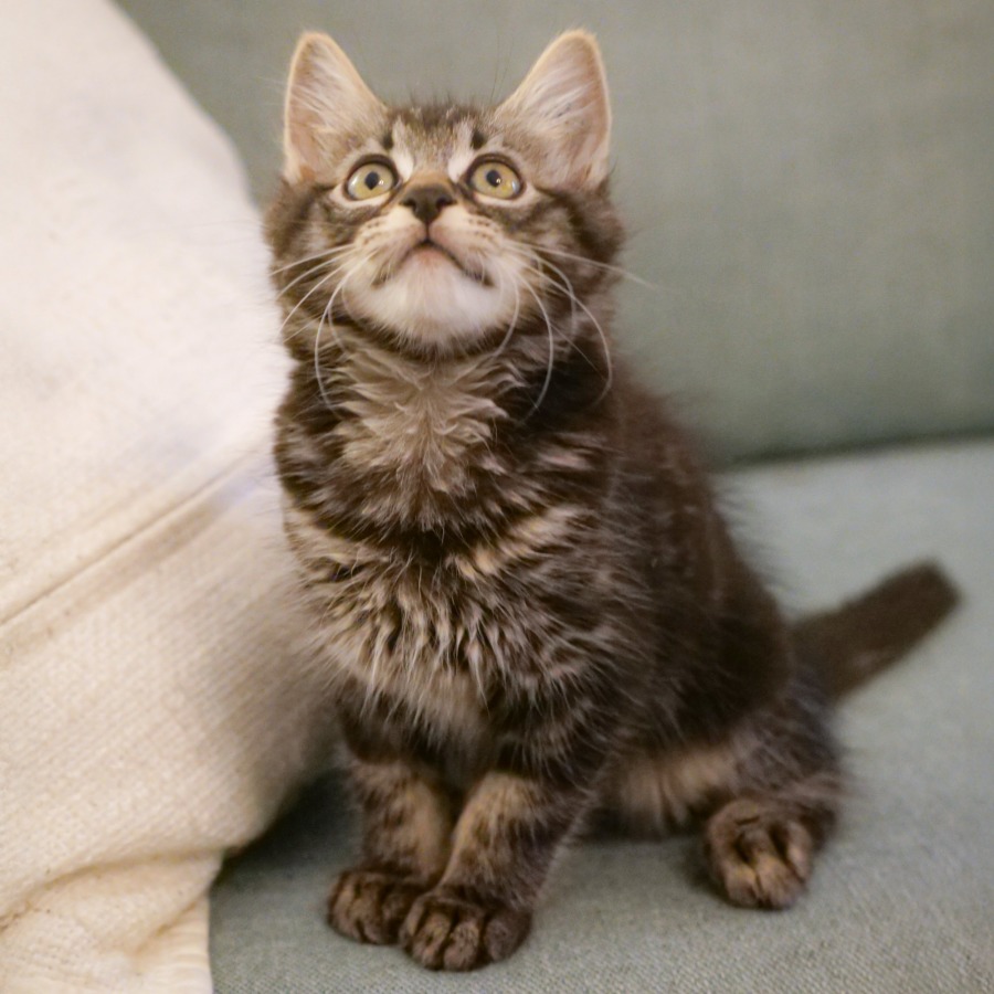 Rocky - Male Domestic Medium Hair (DMH) Cat in NSW - PetRescue
